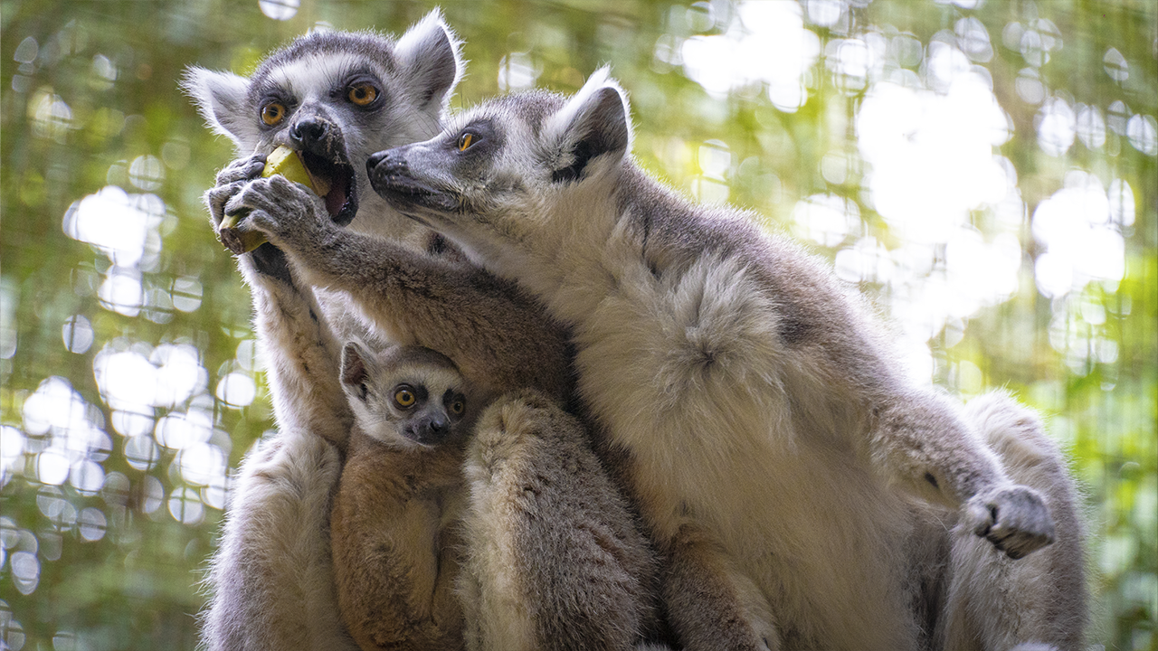 Lemur experience - Natura Parc Mallorca